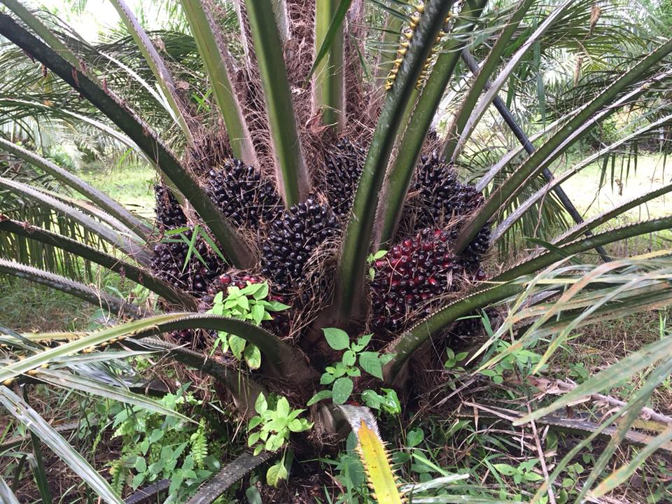 Sales Page Seeds - Super Gene Seeds